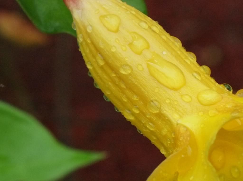 Comments and photos on E-P1 | DPReview Forums